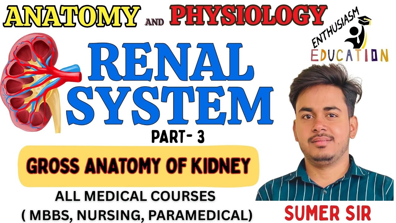 Internal structure and Gross Anatomy of Kidney Explained | Anatomy ...