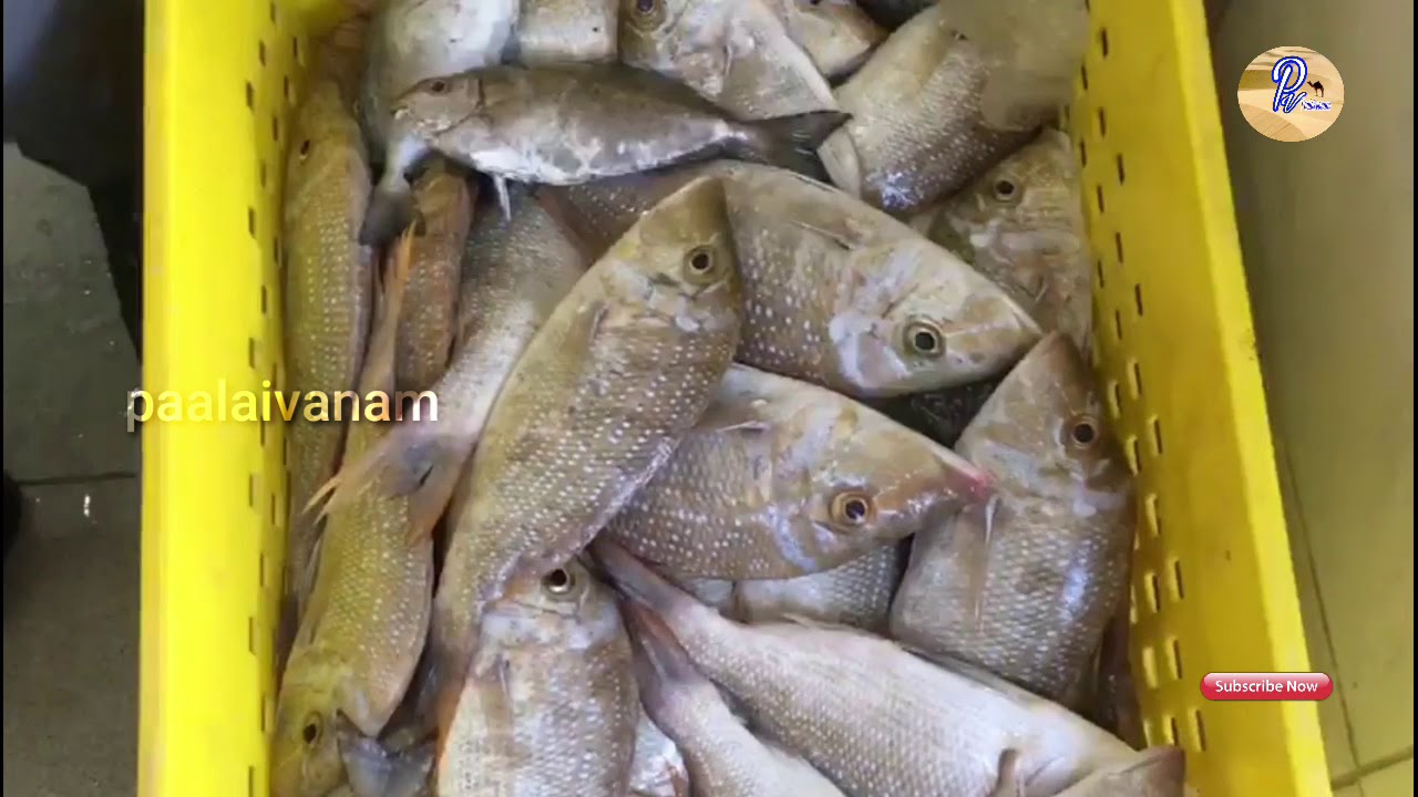AlKhor fish market 🐟🐠 Doha Qatar - YouTube