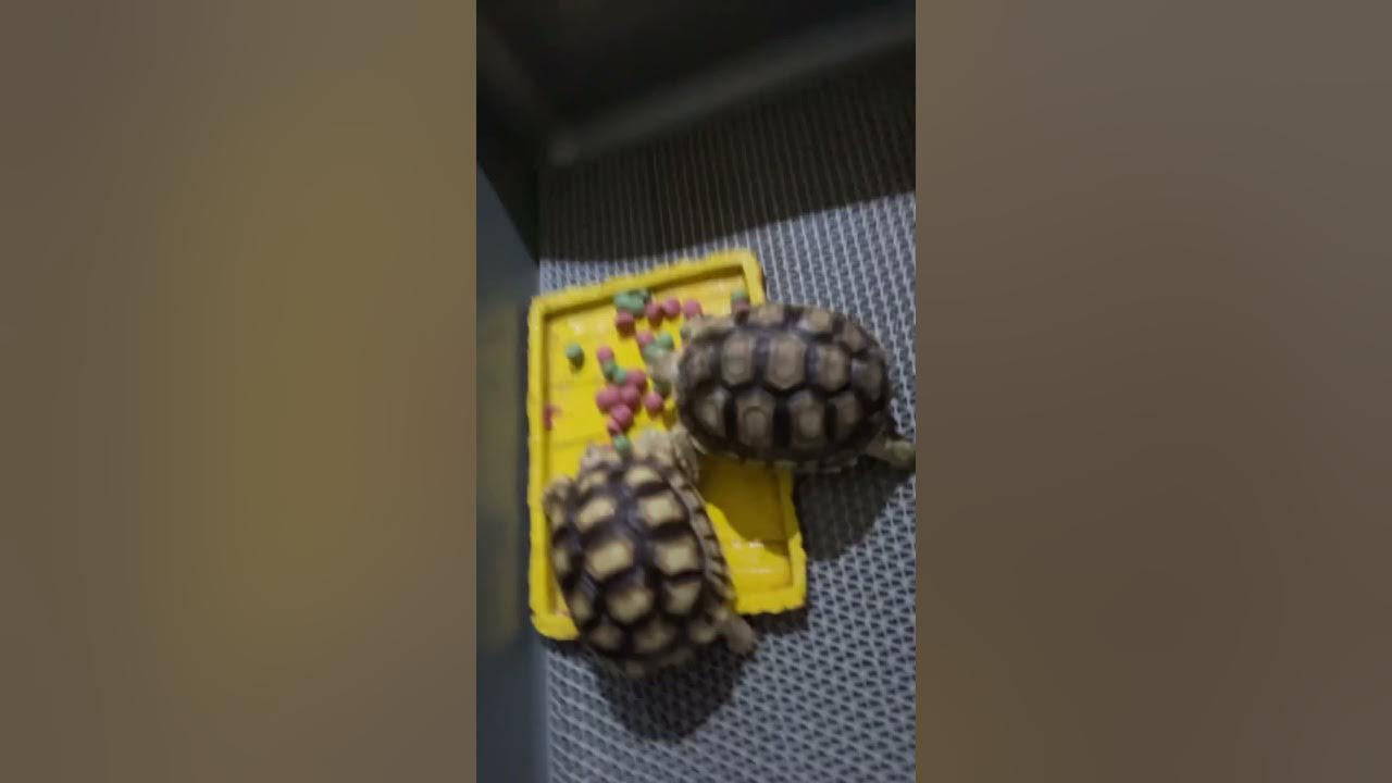 3 baby sulcata - YouTube
