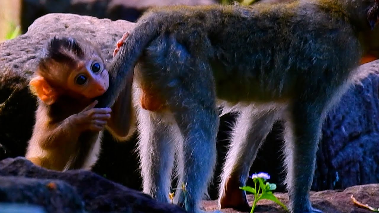 Action Real Life of Monkey - YouTube