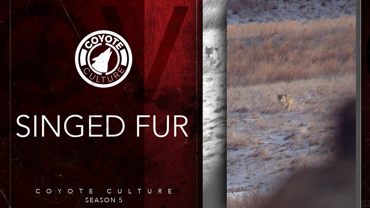 Coyote Hunting: 3 Coyotes - CC Season 5 E15 "Singed Fur" - YouTube