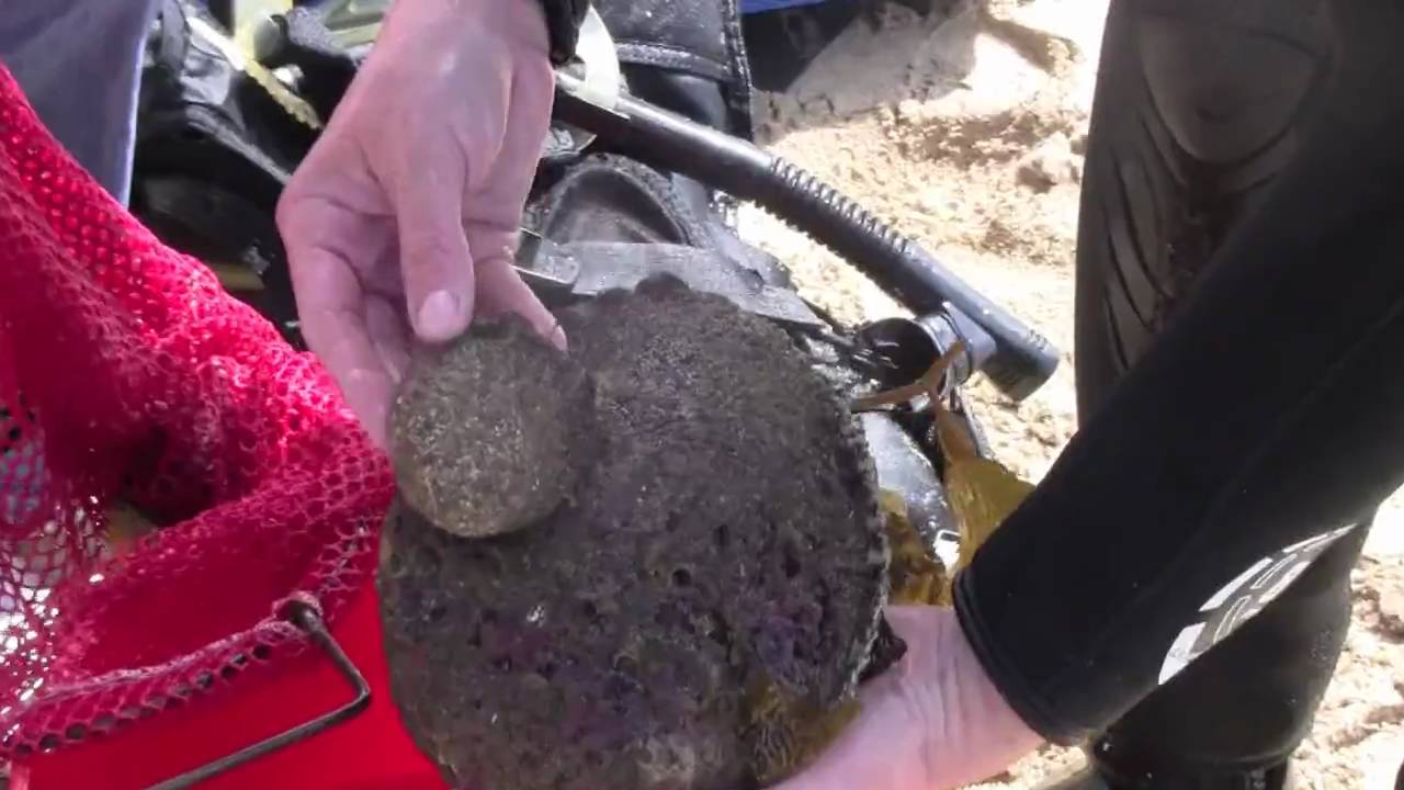 Abalone Restoration.mov - YouTube