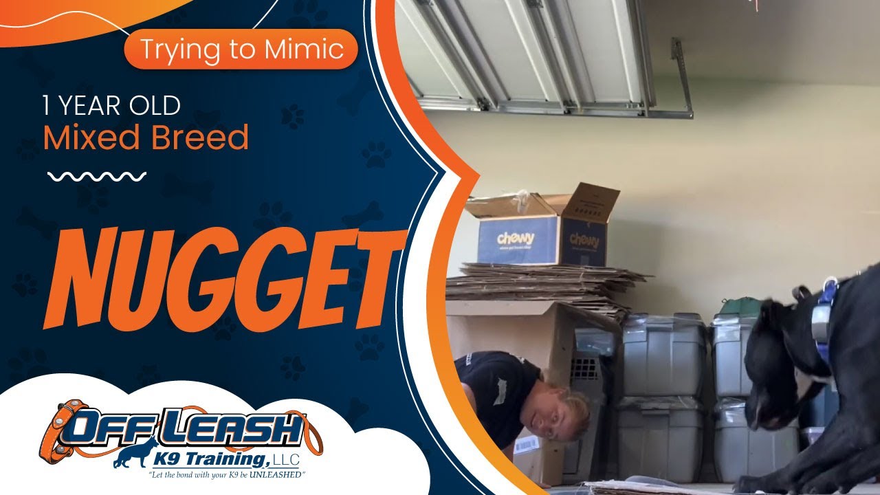 1 yo Mixed Breed Nugget ~ Best Mixed Breed Trainers ~ Off Leash K9 ...