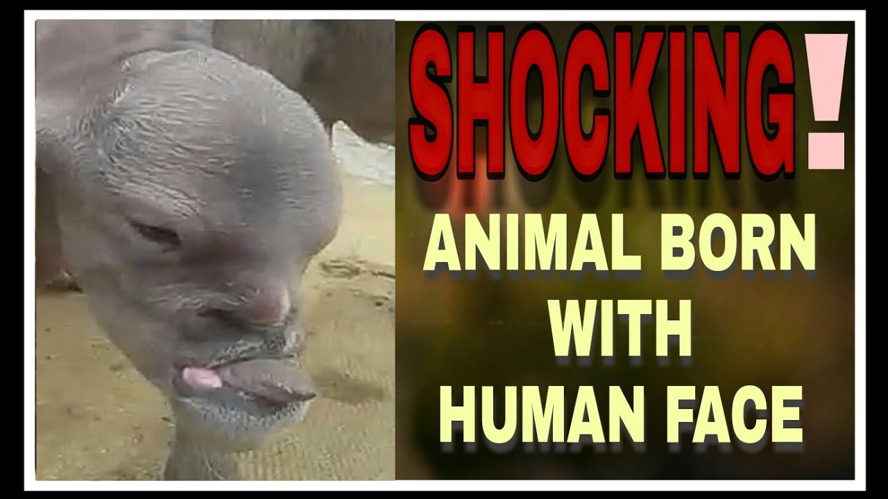 Animal born with human face || most Shocking Video in India - YouTube