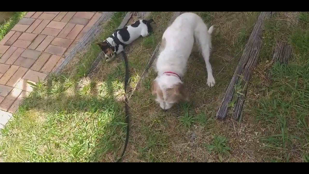 647. Eating alongside Fella dog. 22 Dec 2022 AK - YouTube