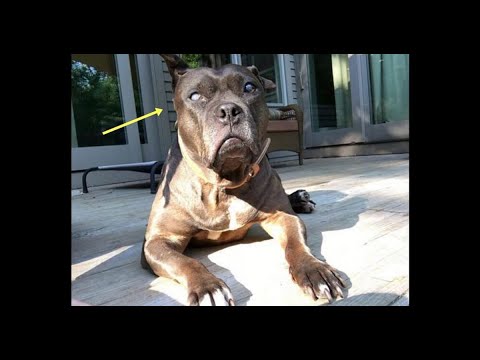 Gözleri Görmeyen Sevimli Köpek DUNCAN' ı Kurtarmak, Onun tekrar Yaşamasına İzin Vermek Çünkü...