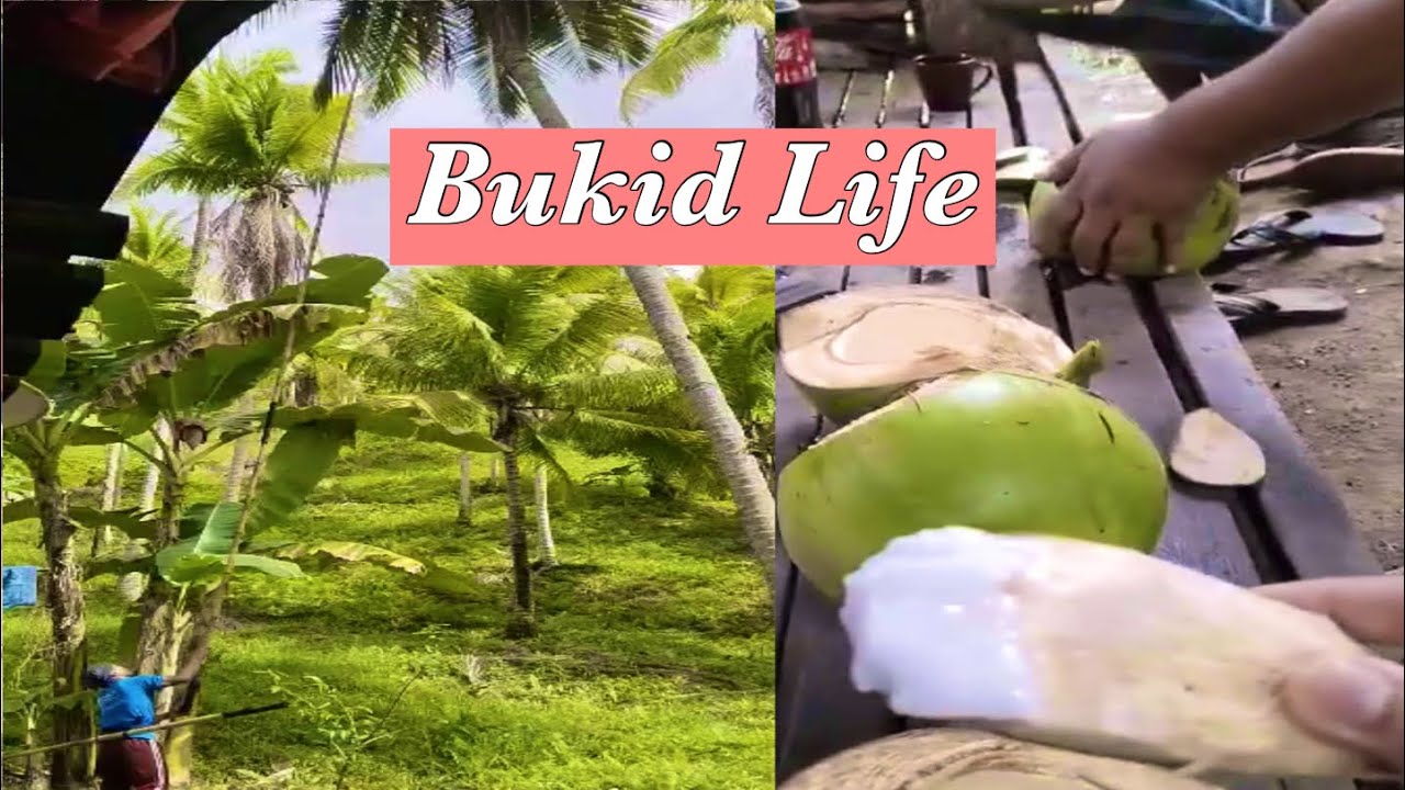 CHAULKZONE FARM: HARVESTING COCONUTS & BANANA PLANTING | NAGMUKBANG ...