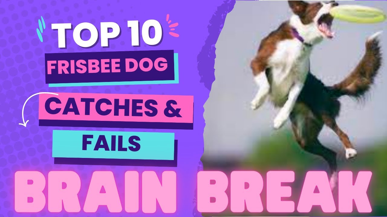 Top 10 Dog Catches and Fails Brain Break, PE warmup/virtual PE/ PE at ...