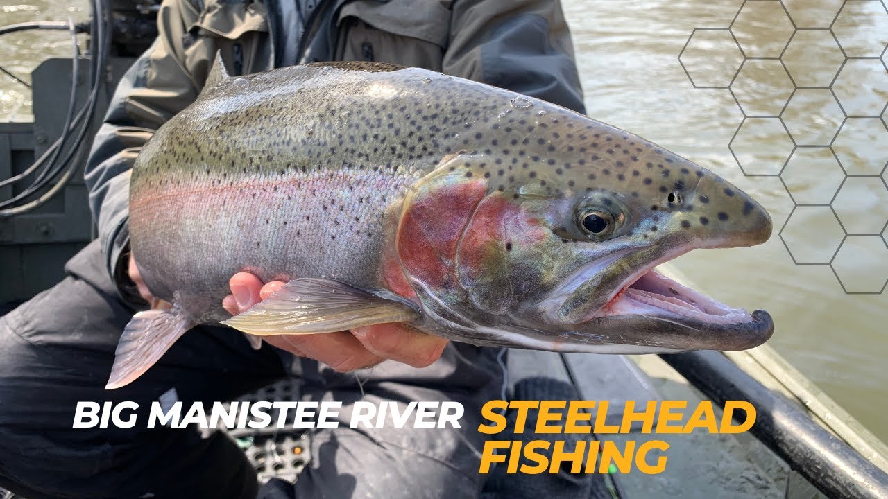 Steelhead Fishing on the Big Manistee River - YouTube