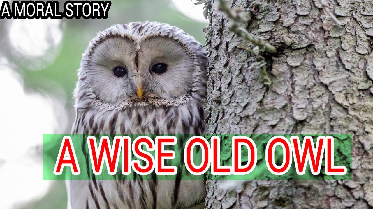 A WISE OLD OWL | A MORAL STORY IN ENGLISH - YouTube