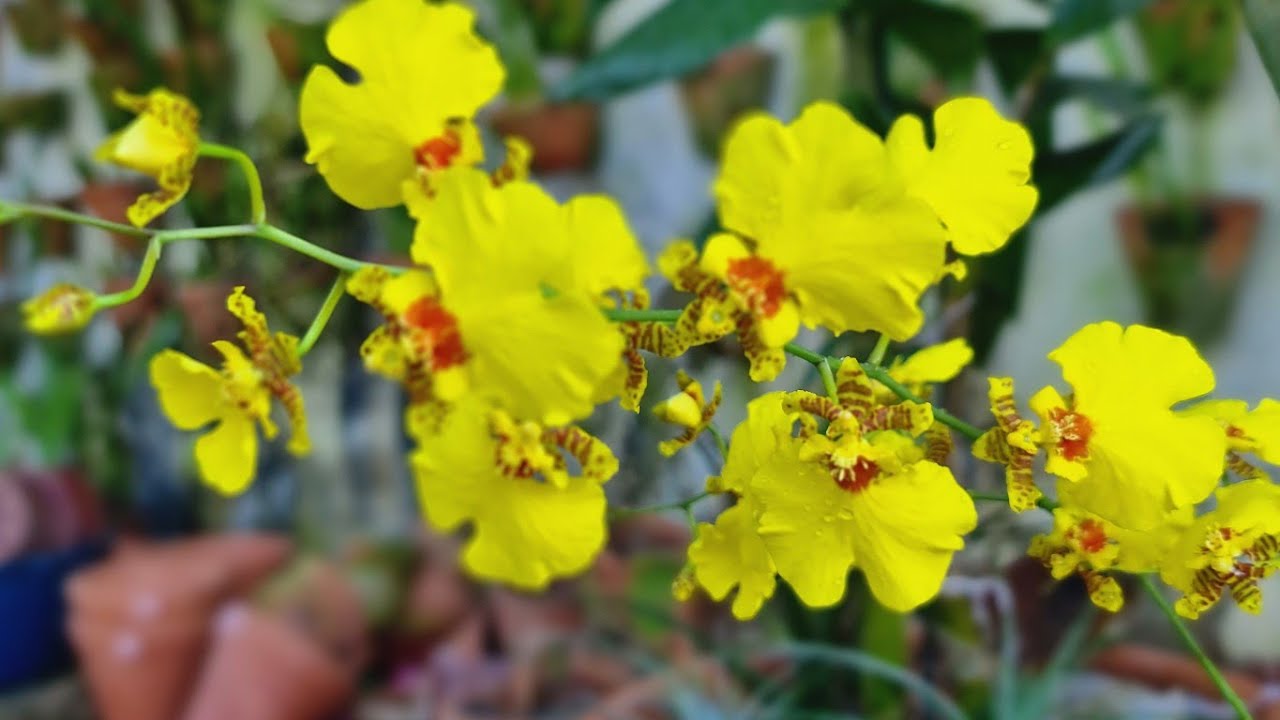 ONCIDIUM WILD CAT REPLANTADO DE FORMA ESPECIAL - YouTube