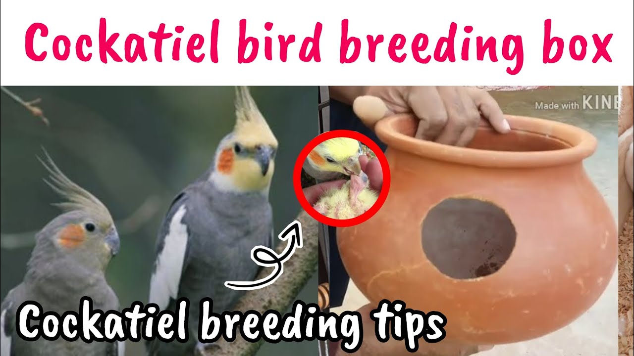 Cockatiel bird breeding box || Cockatiel breeding box || Cockatiel ...