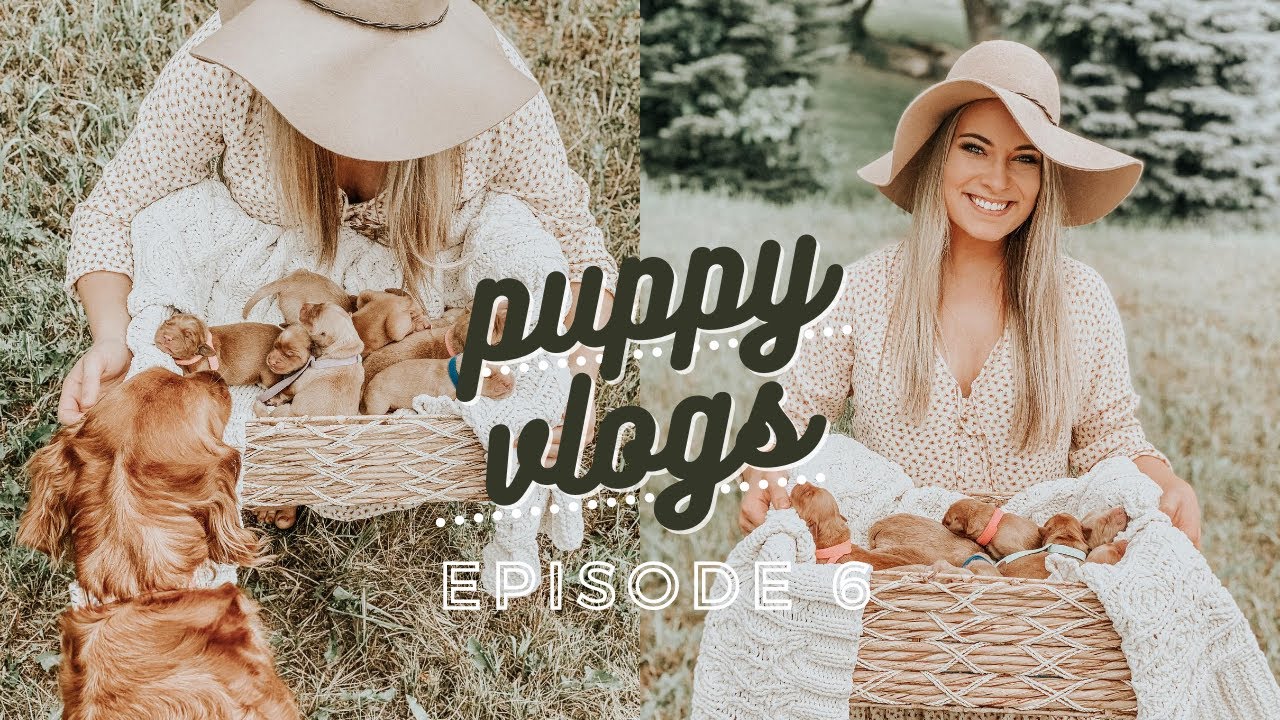 PUPPY VLOGS EPISODE 6 | Week One with Golden Retriever Puppies! - YouTube