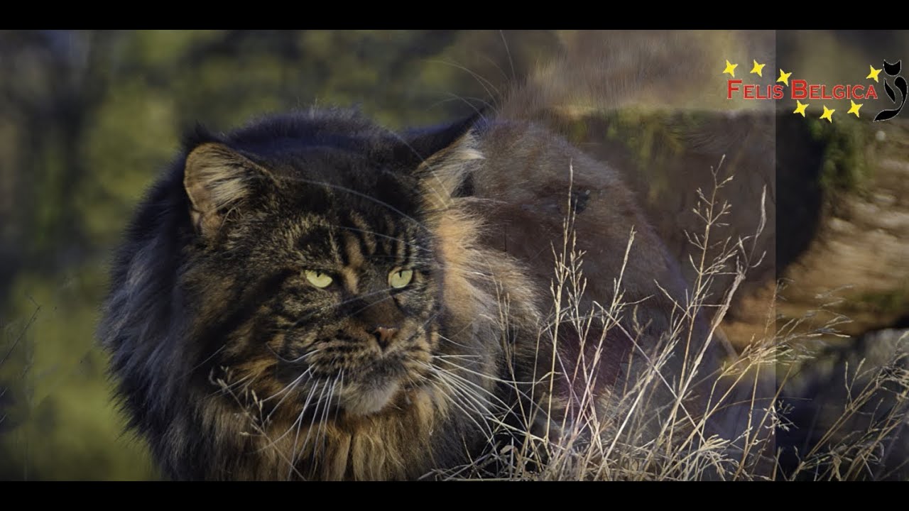 Discover the Maine Coon (EN version) - YouTube