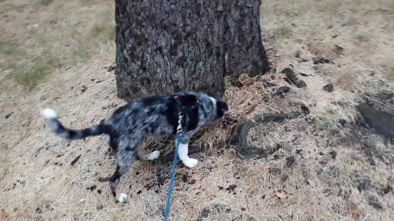 Education canine de base pour Riel 4 mois - Autour des chiens 29 - YouTube