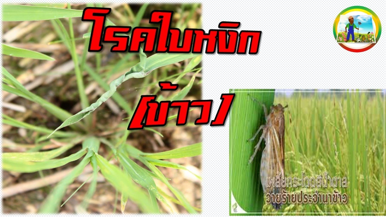โรคใบหงิกข้าว (โรคจู๋) (Rice Ragged Stunt Disease)รักษาอย่างไร - YouTube