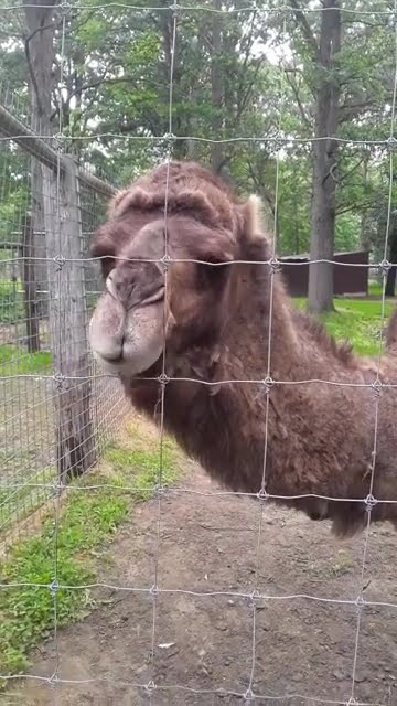Nice camel toe - YouTube