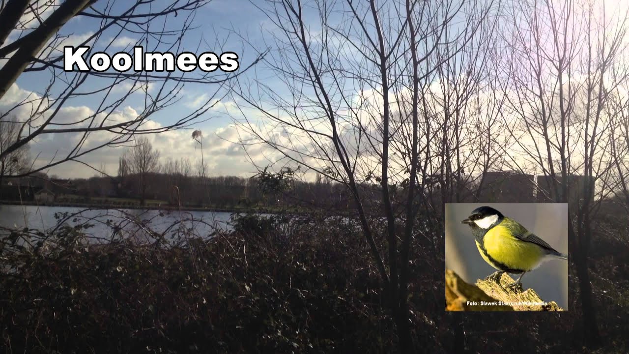 koolmees - YouTube