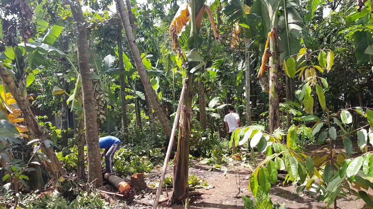 budidaya pohon pisang raja ijo ( raja setan ) - YouTube