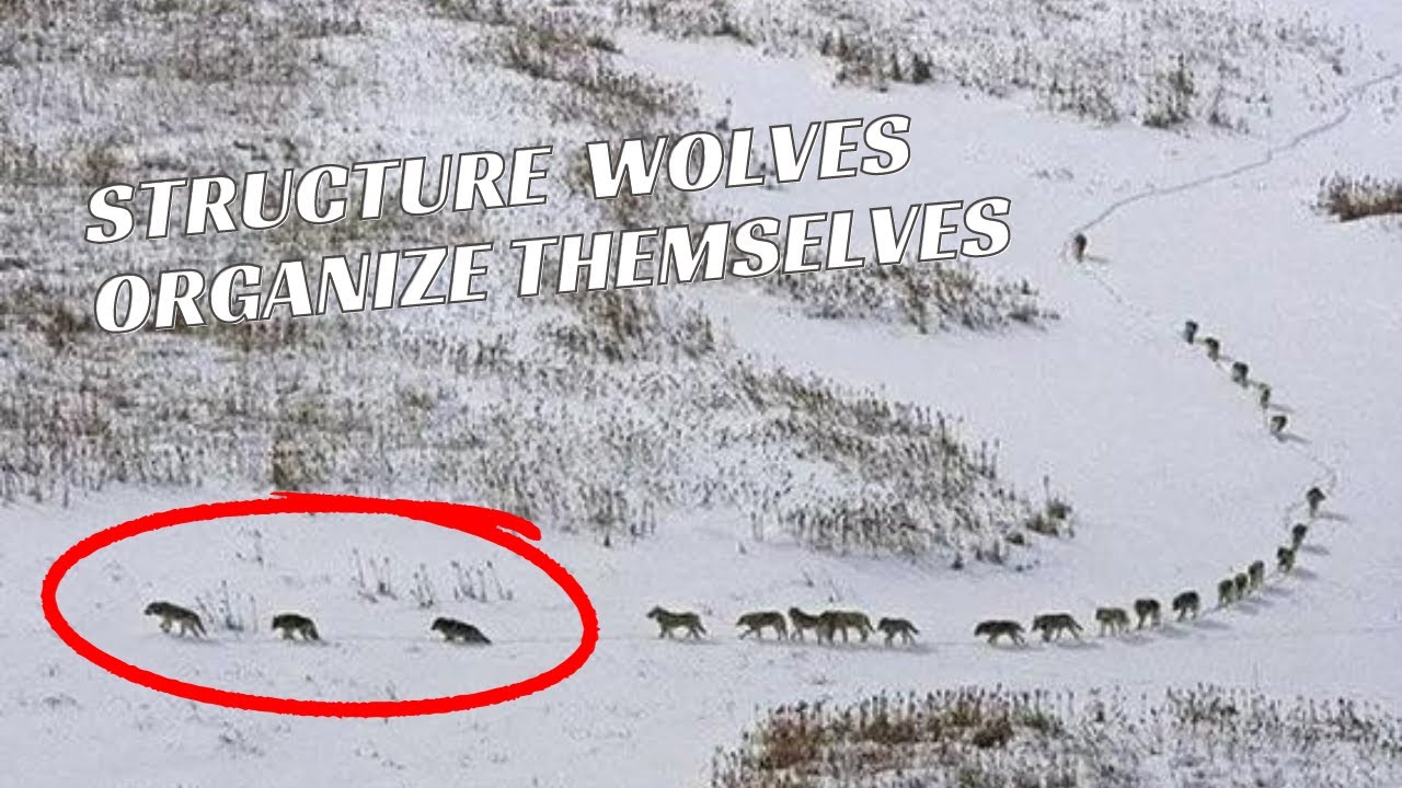 The detailed structure of how wolves organize themselves. - YouTube