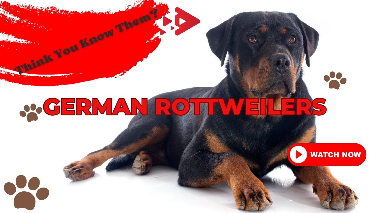 German Rottweiler: Unraveling the Mystery of this Robust Breed! - YouTube