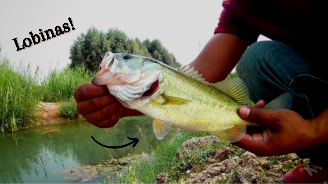 Capturando lobinas 🐟🎣👍 - YouTube