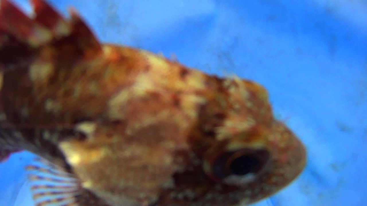(HD)メバル・眼張-Japanese rockfish.Sebastes inermis - YouTube