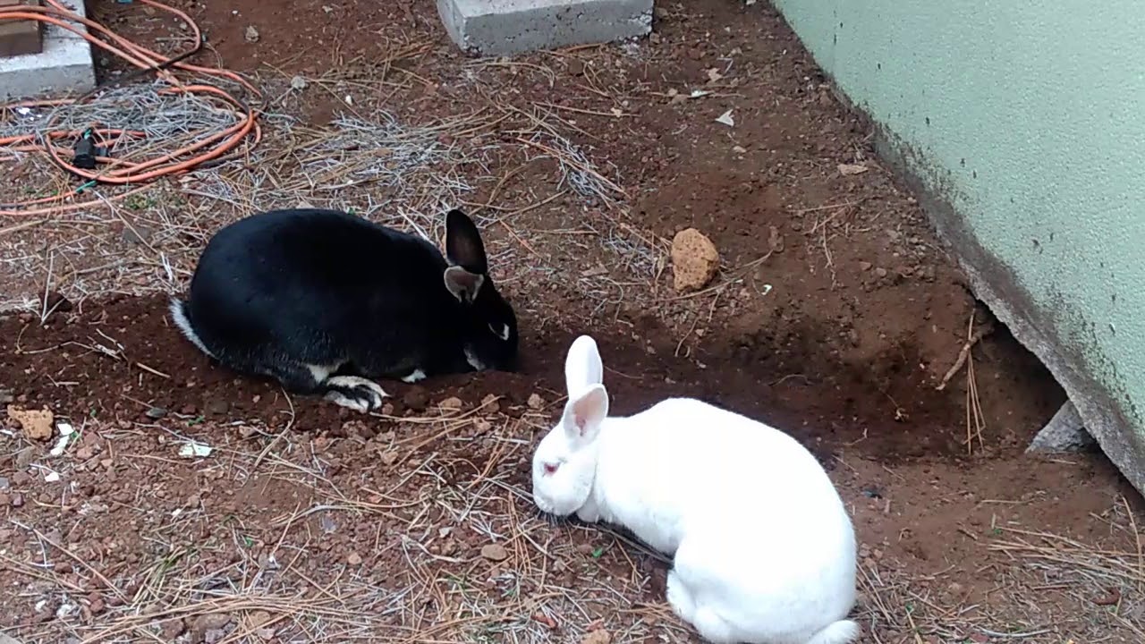 Rascally rabbits - YouTube