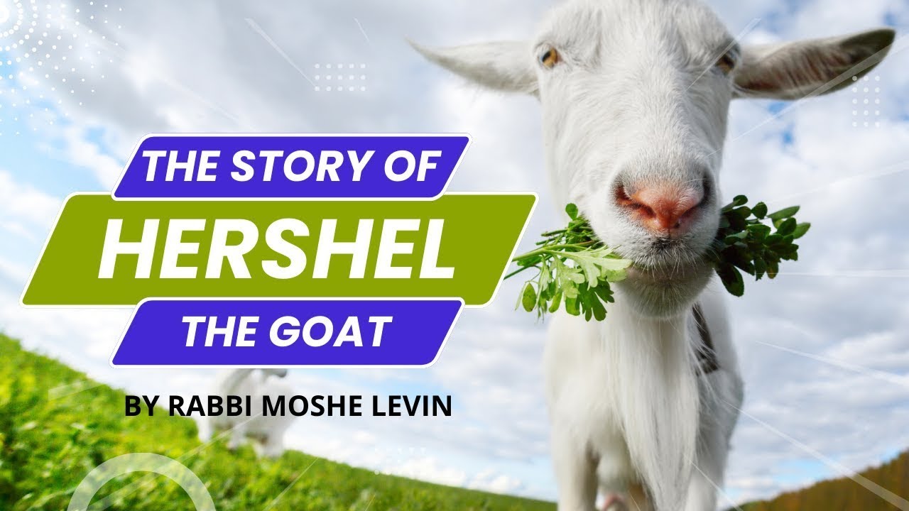 The Story of Hershel the Goat - YouTube