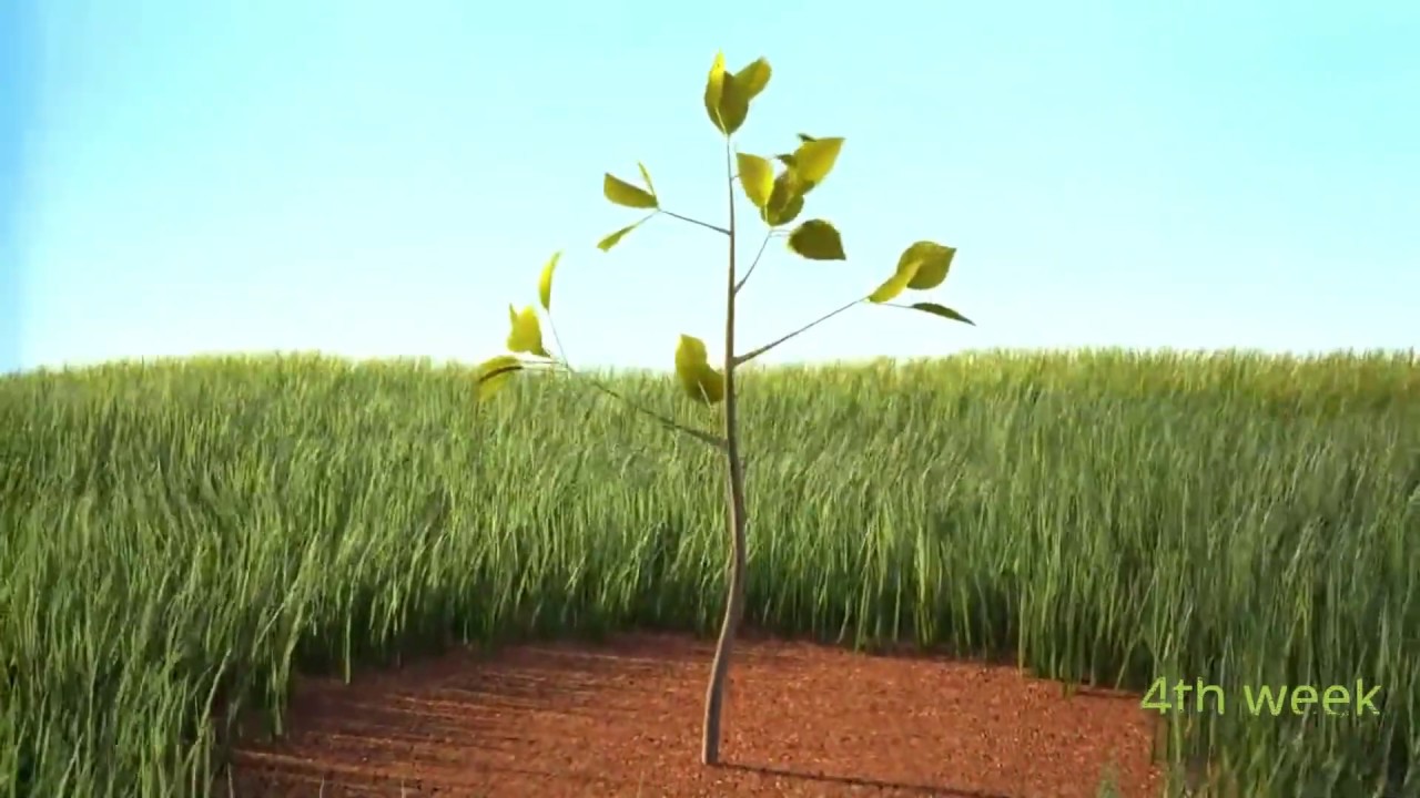 The most satisfying video of tree growing video in reverse || watch for ...