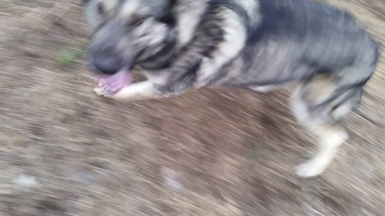 American Tundra Shepherd males - YouTube