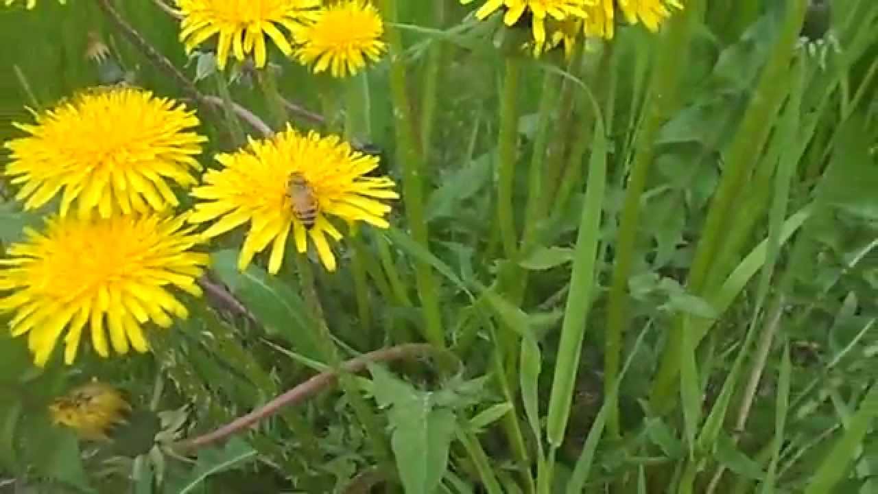 Alaska Bee Buzzing on Dandelions - YouTube