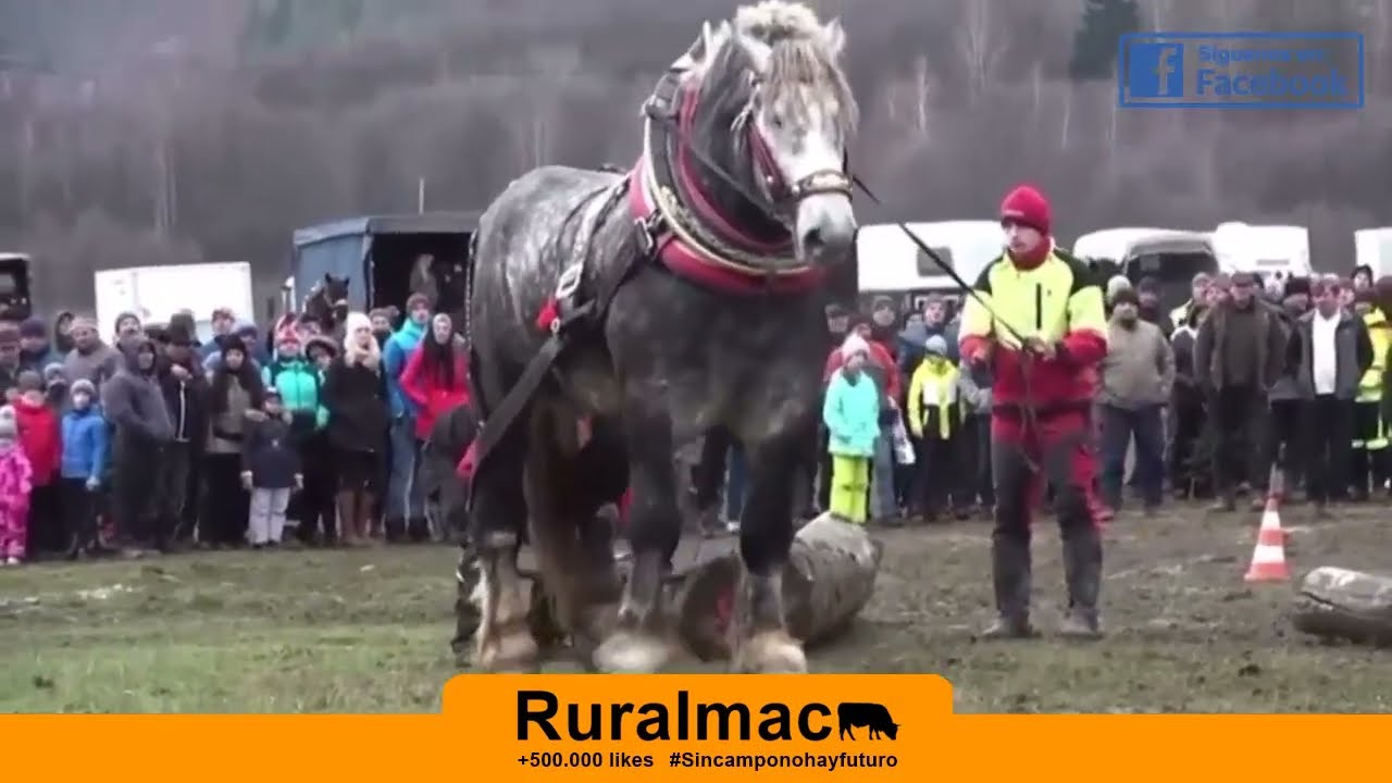Animales increíbles | Las razas de caballo más fuertes y grandes del ...