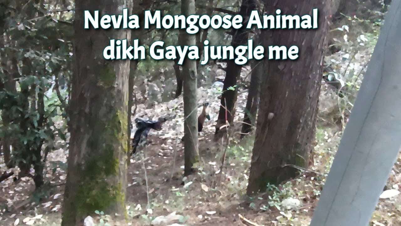 Doston Nevla Mongoose Animal dikh Gaya jungle me - YouTube