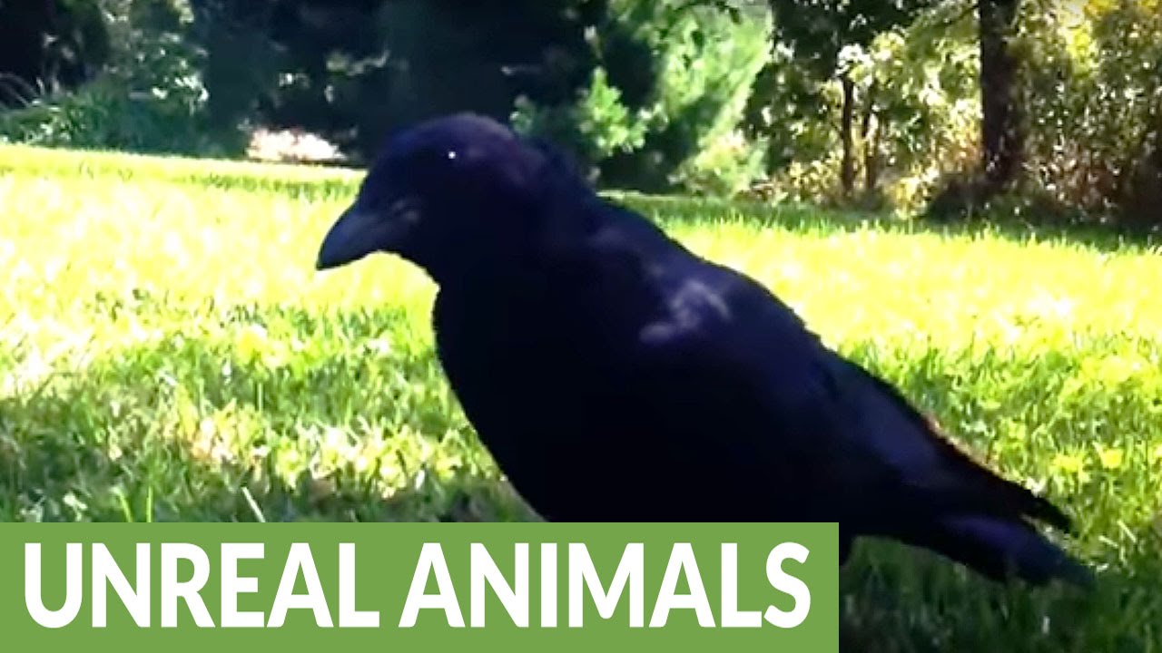 Rescued crow speaks to his family - YouTube