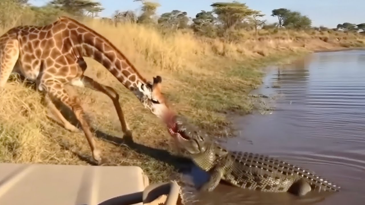 THE CROCODILE ATTACKED THE GIRAFFE AND SEE WHAT HAPPENED - YouTube