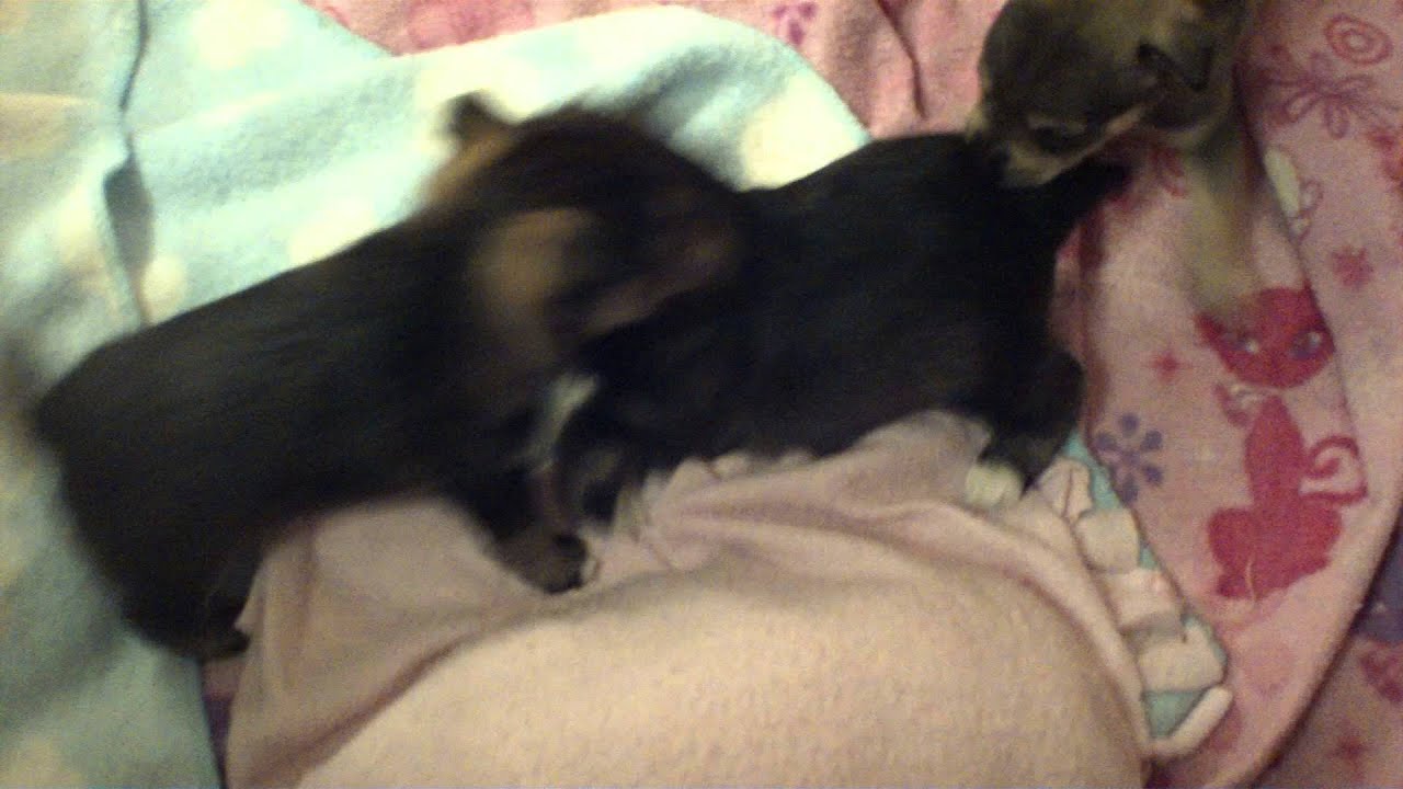 Cute Puppies Attacking Each Other - YouTube