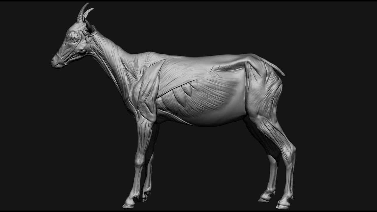Goat Anatomy In ZBrush Core - Base Details #5 - YouTube