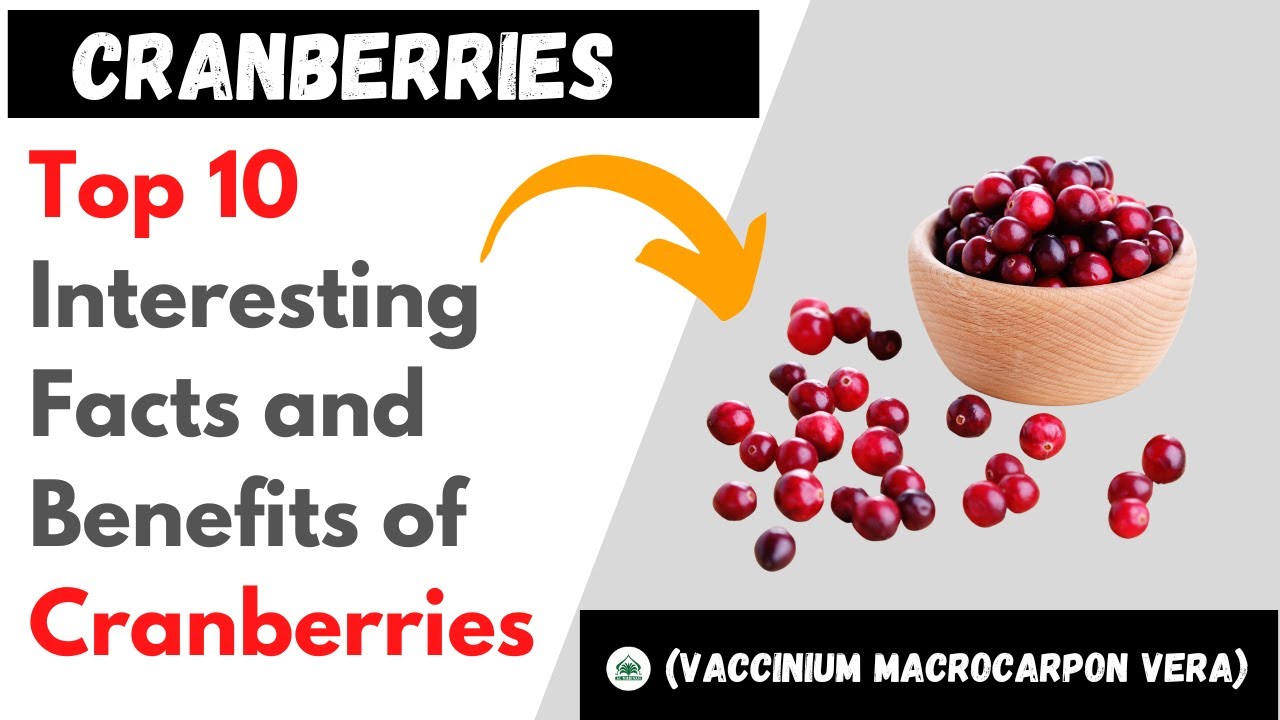 Top 10 Interesting Facts and Benefits of Cranberries👈(Scientific Name ...