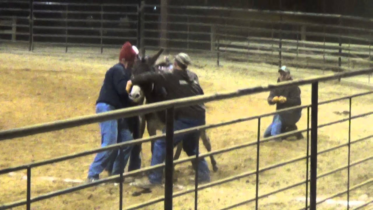Wild donkey catch & ride event at Ranch Rodeo 11/15/14 - YouTube