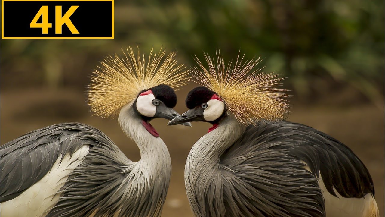 Bird videos for kids / Birds video/ - YouTube