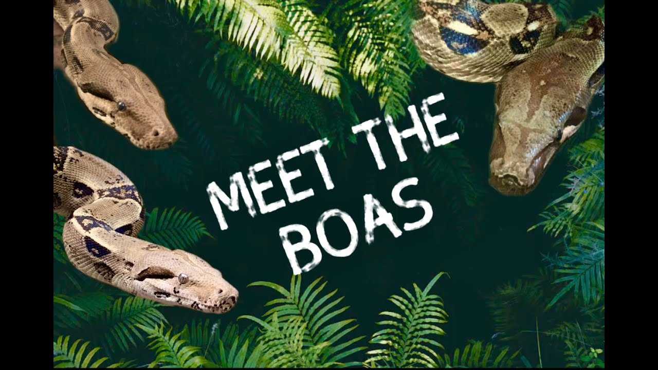 Boa Constrictor Imperator - Meet My Colombian Constrictors! - YouTube