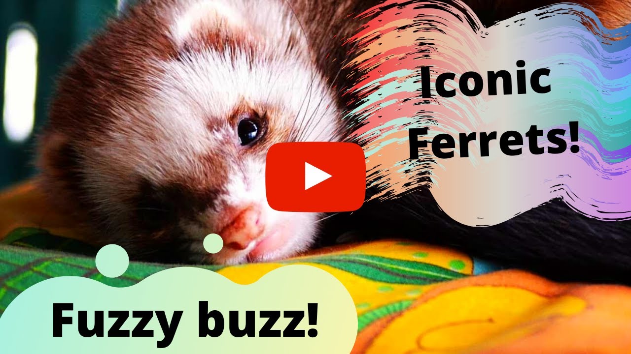 Funny Ferrets Spazzing | Ferret Fun Compilation - YouTube