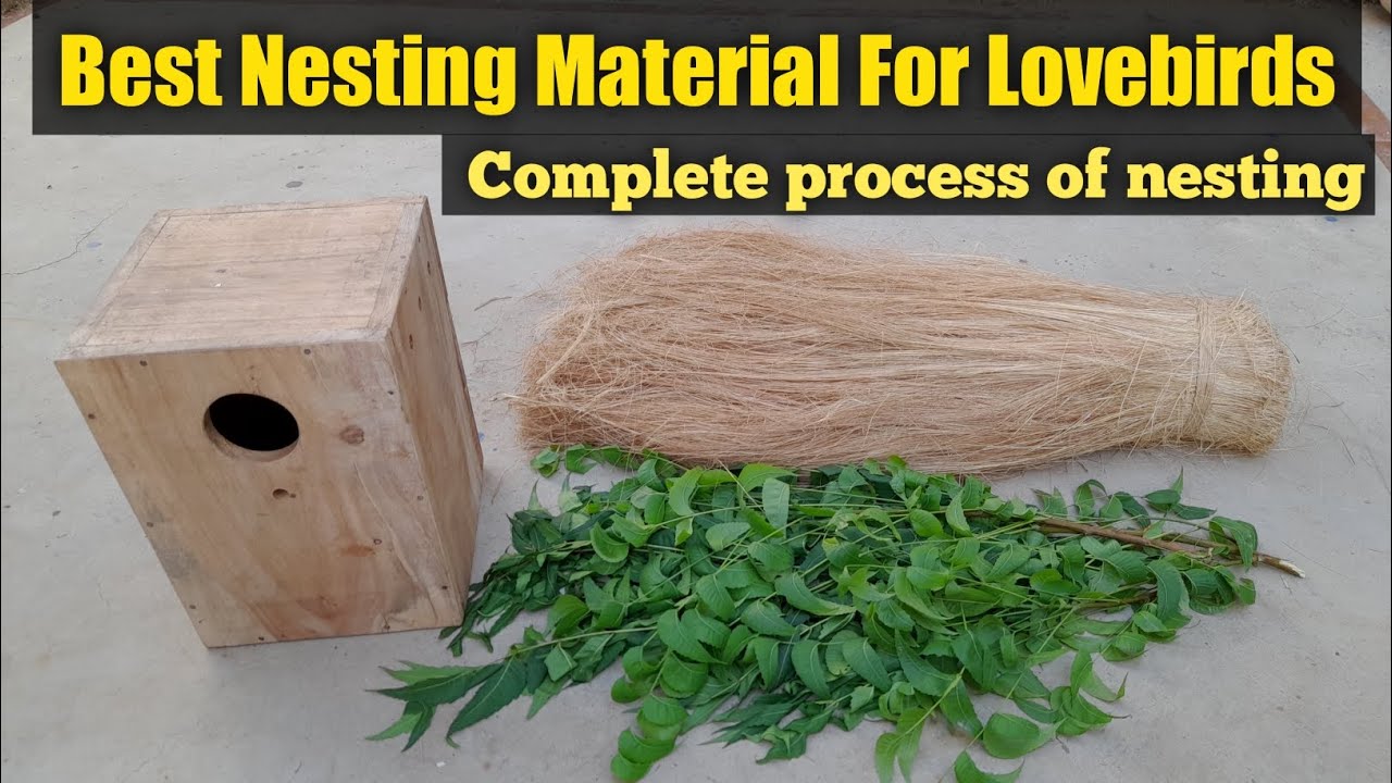 Lovebirds Ki Nesting Kese Kre | Best Nesting Material For Lovebirds ...