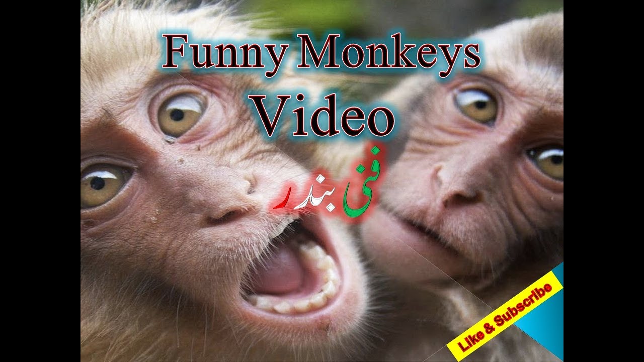 Funny Monkeys Videos - YouTube