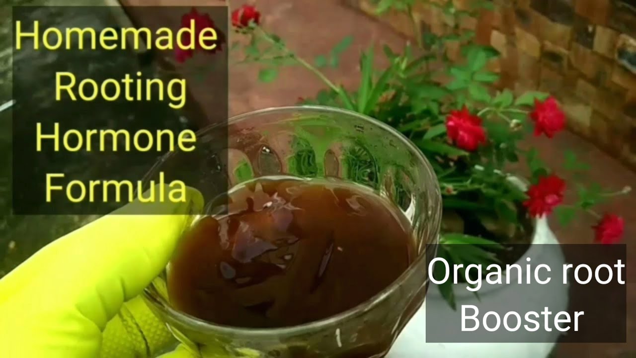 Best homemade organic Rooting Hormone - Root Booster - YouTube