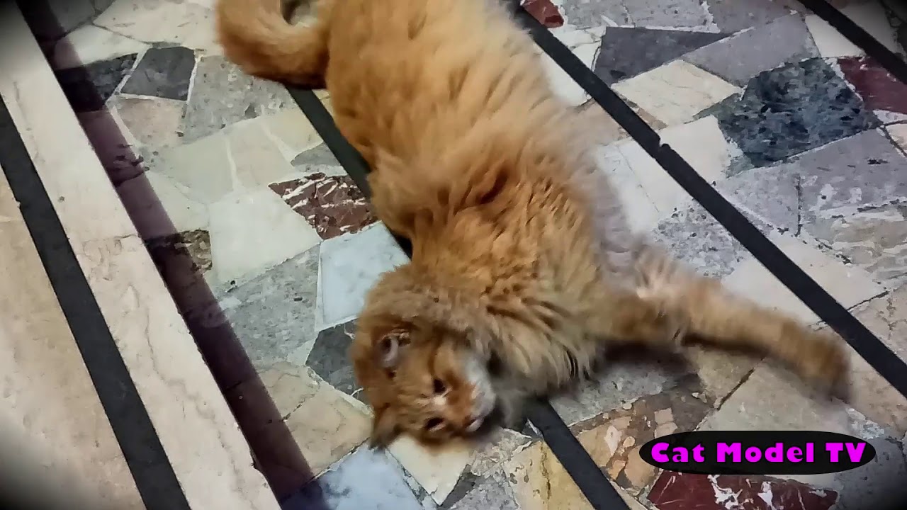 Cat Model TV: Ciccio - YouTube