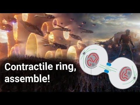 The assembly of the contractile ring - YouTube