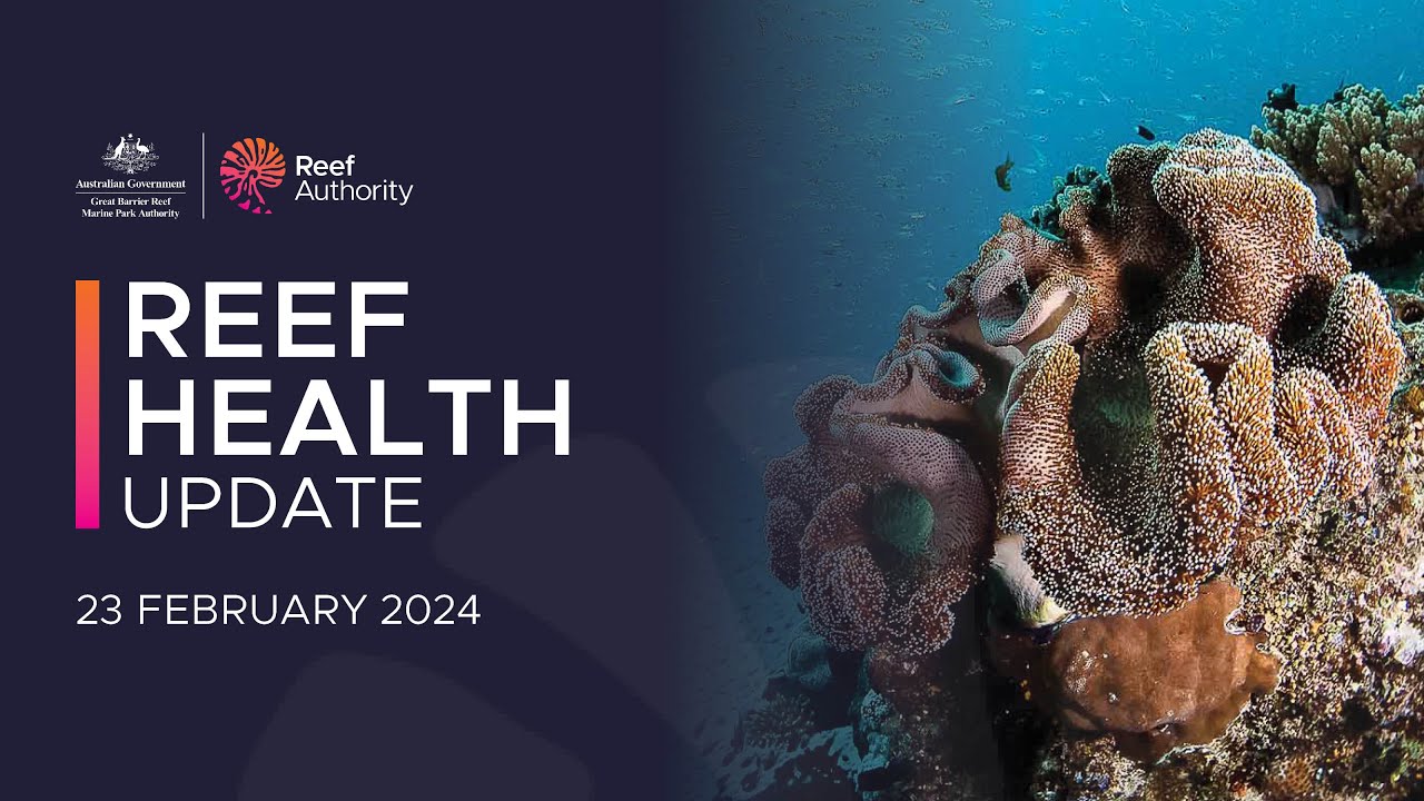 Coral Reef Medical What's Being Done To Protect Qatar's Coral Reefs