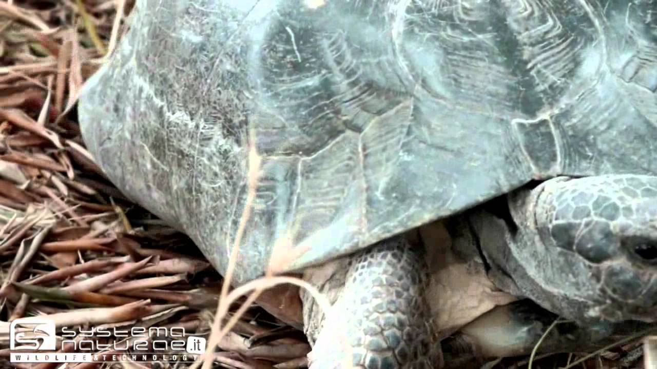 Testuggine marginata (Testudo marginata) - Marginated Tortoise or ...